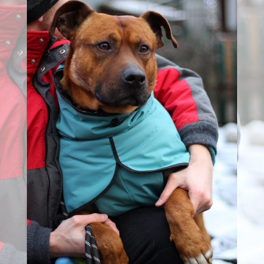 Взрослый пёс в добрые руки