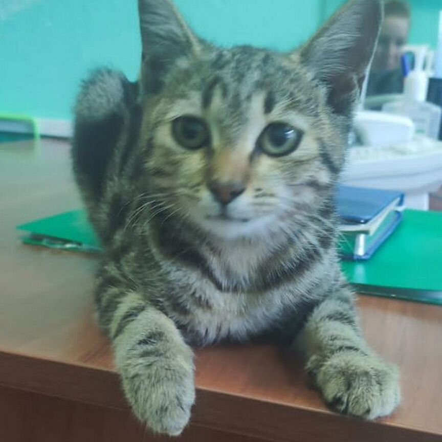 Котенок мальчик фенотип бенгала