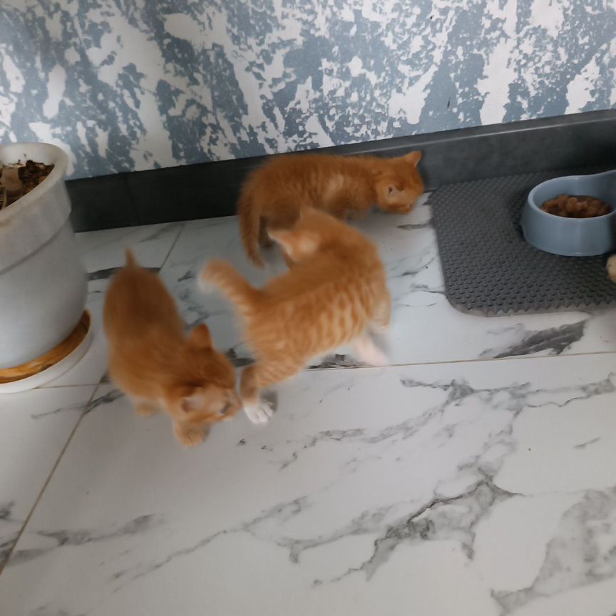 Отдам котят в добрые руки