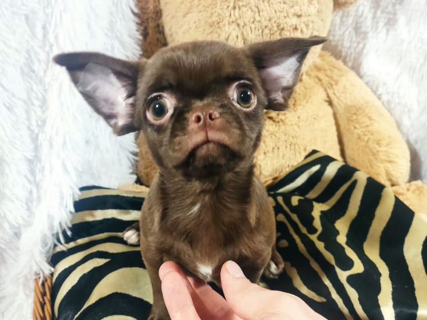 Щенки чихуахуа