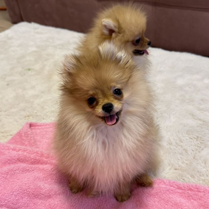 Померанский шпиц, щенок