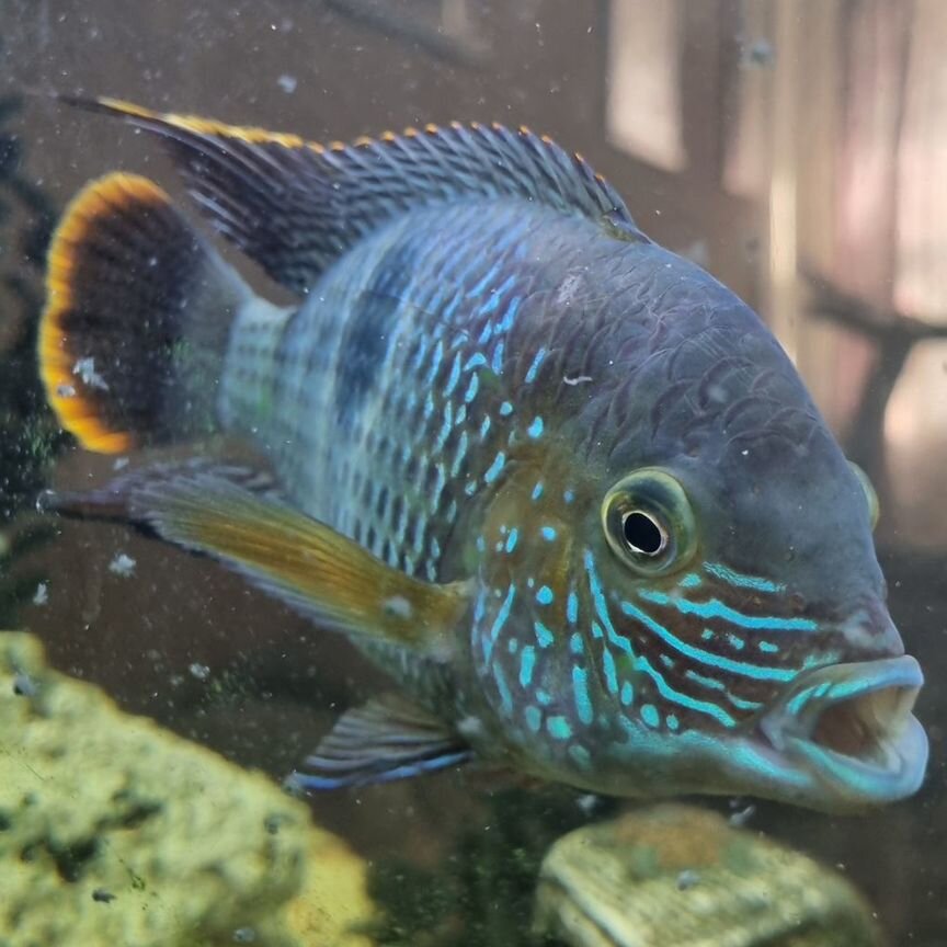 Акара бирюзовая