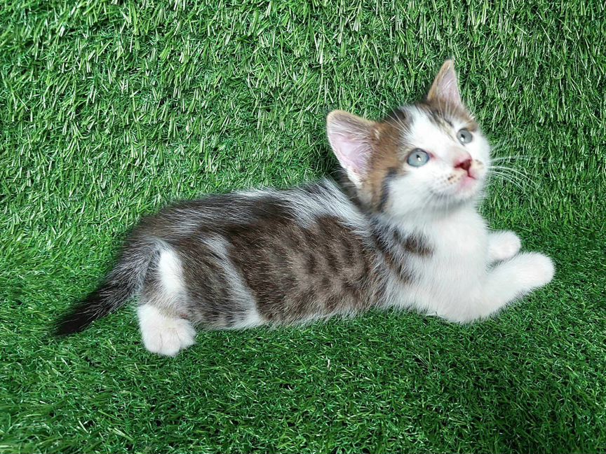 Мурзик в дар