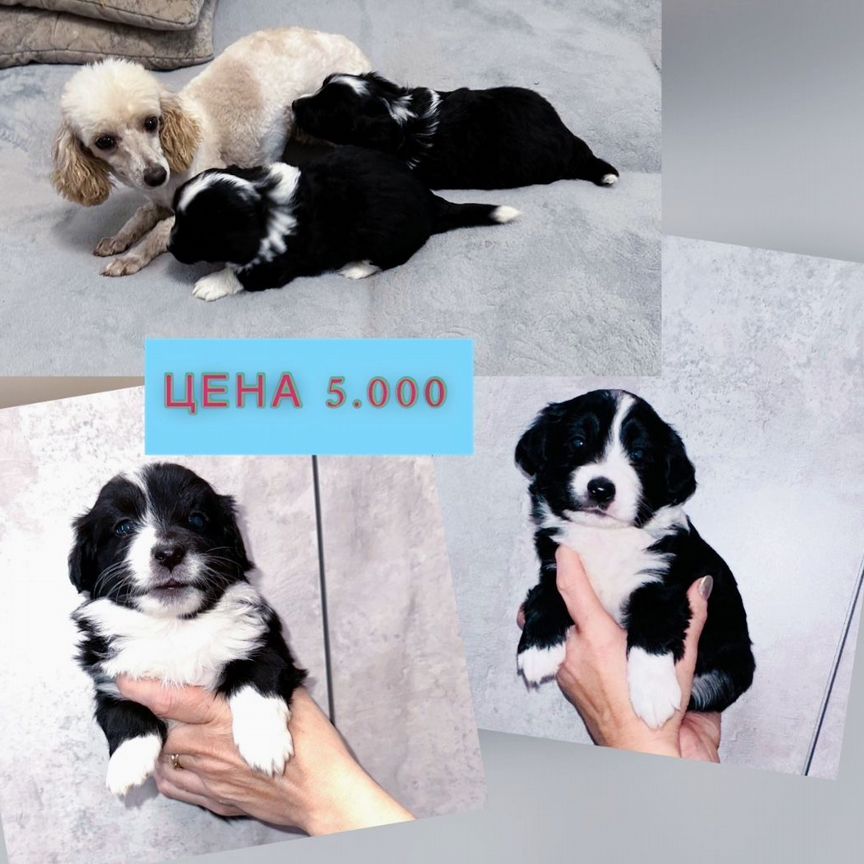 Щенята пуделята