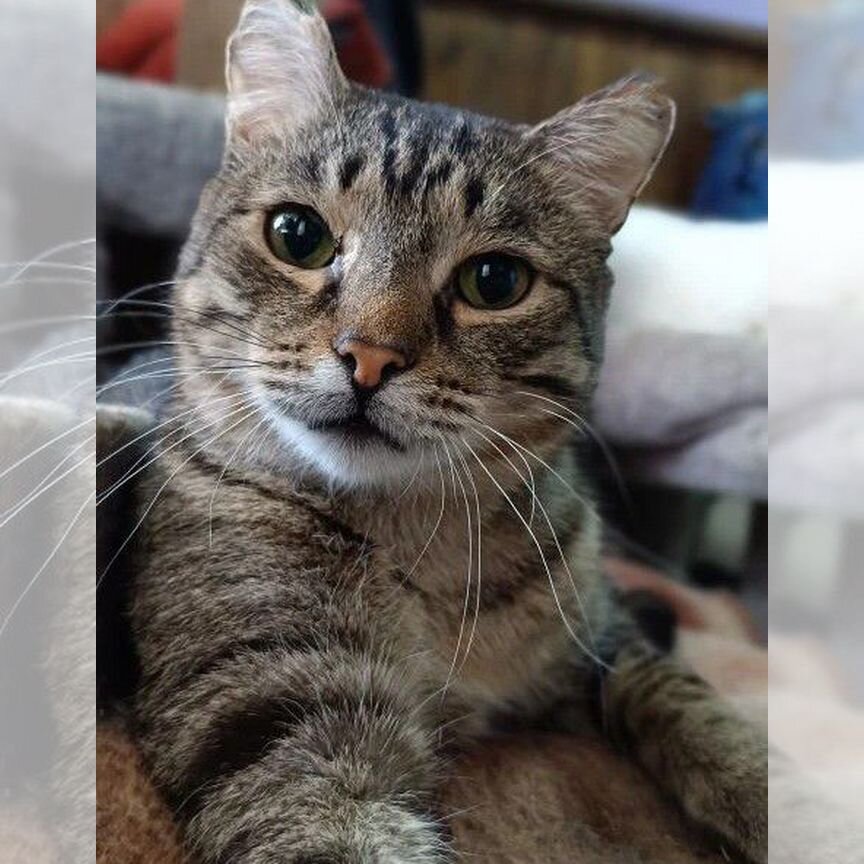 Взрослый кот в добрые руки