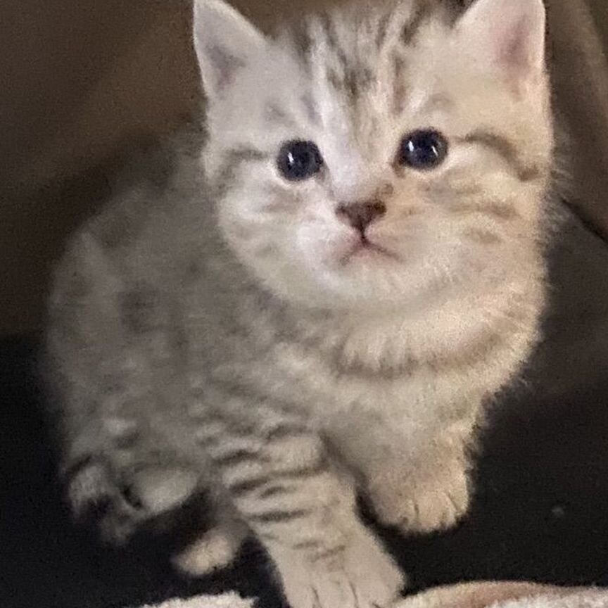 Шотландский вислоухий короткошёрстный котёнок