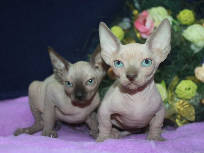 Канадики,бомбино мальчики