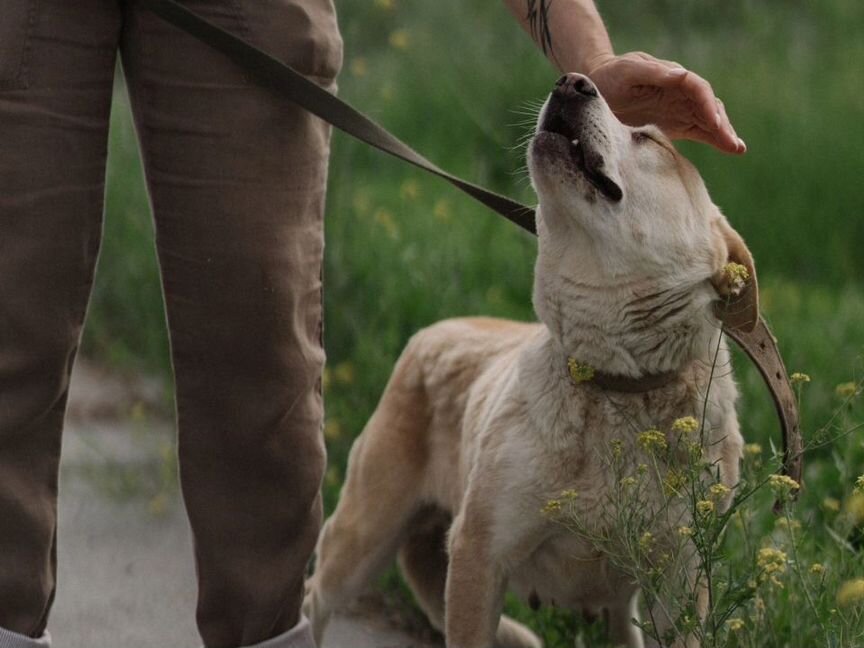 Собака в добрые руки