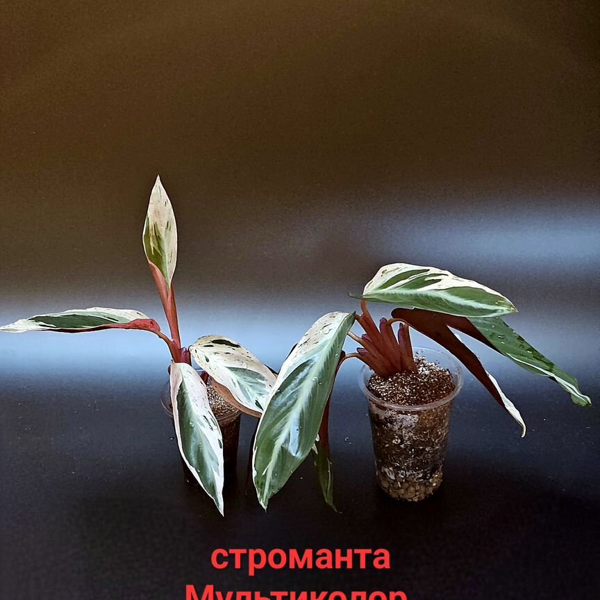 Мультиколор