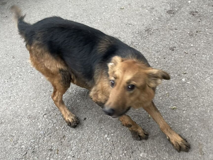 Собака, помесь с овчаркой. Отдам в добрые руки