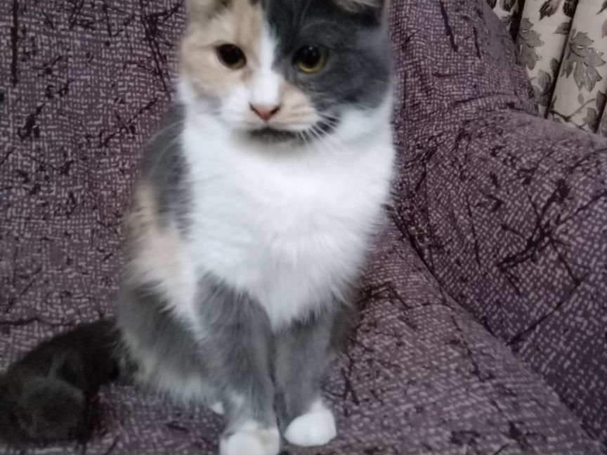 Молодая кошечка