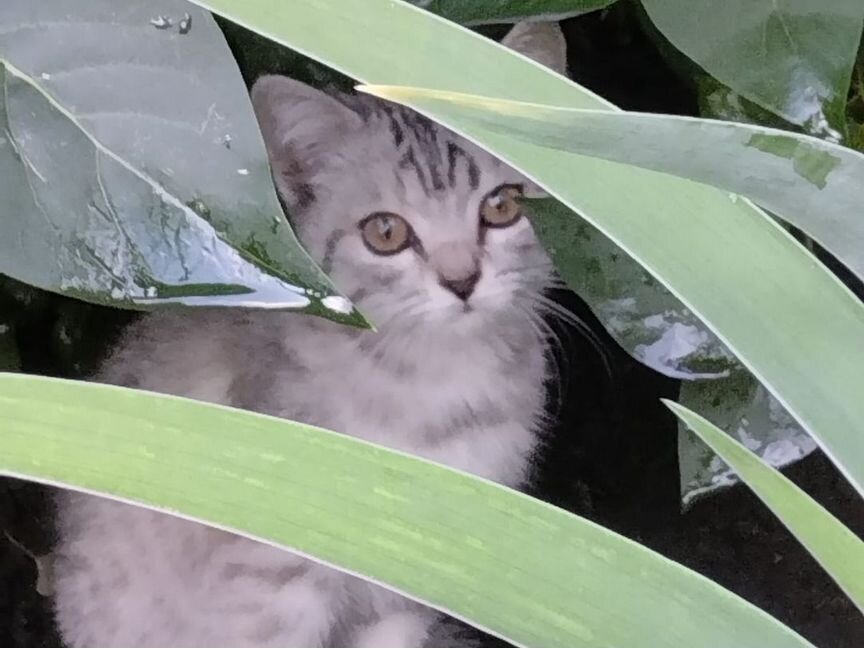 Отдам в добрые руки