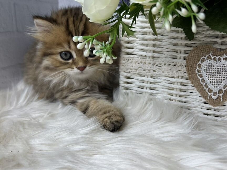 Золотая шиншилла