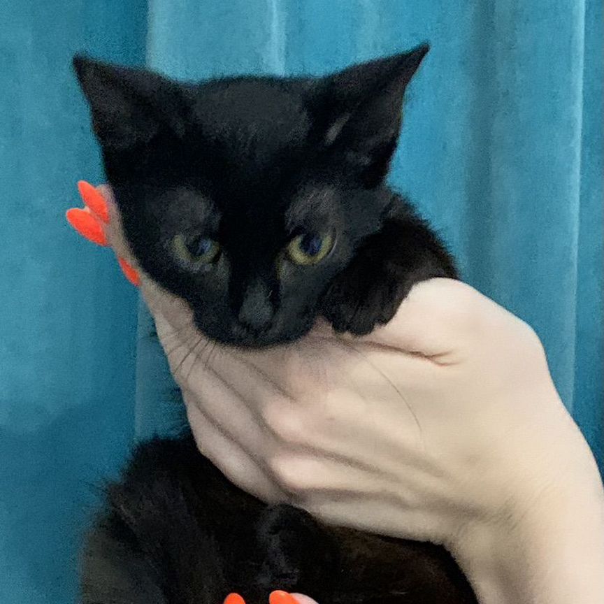 Котенок в дар бесплатно