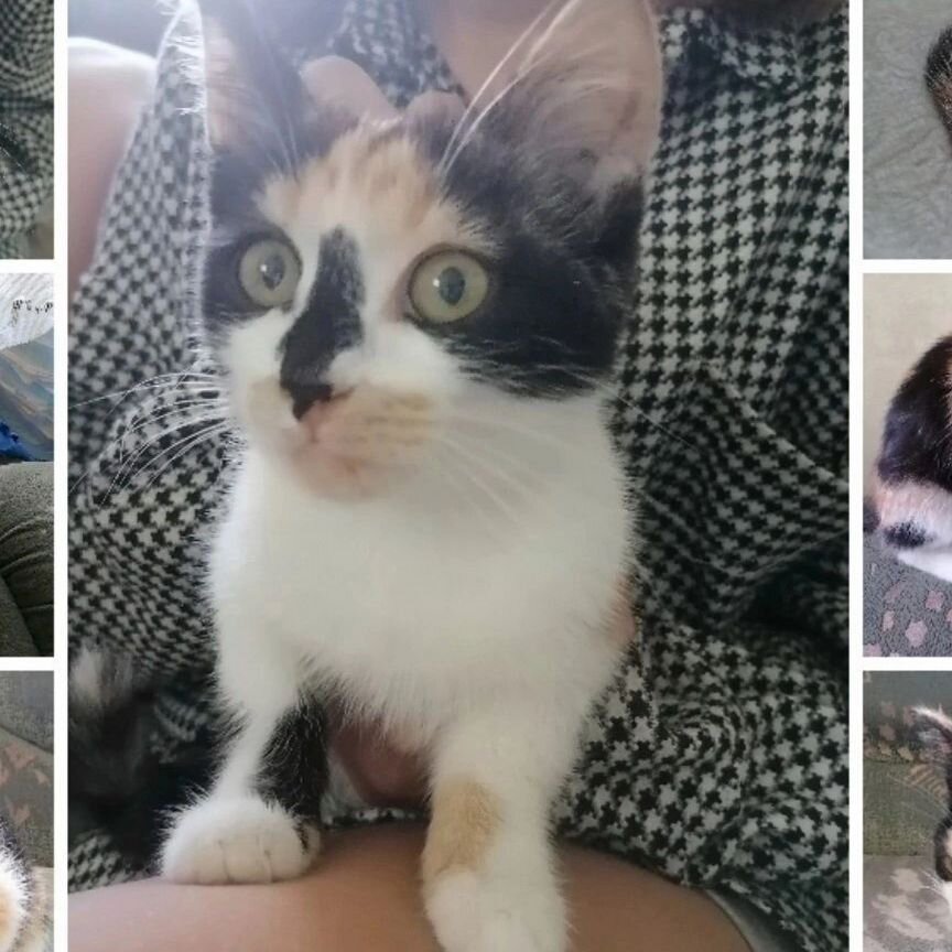 Котёнок (девочка)