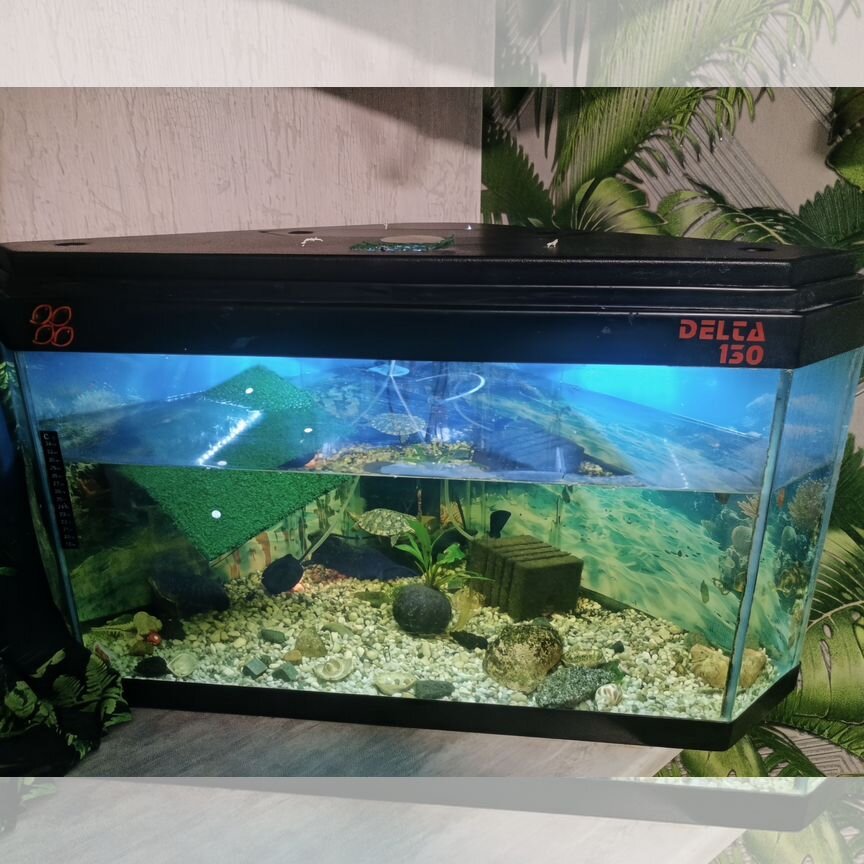 Аквариум с черепахами (100л)