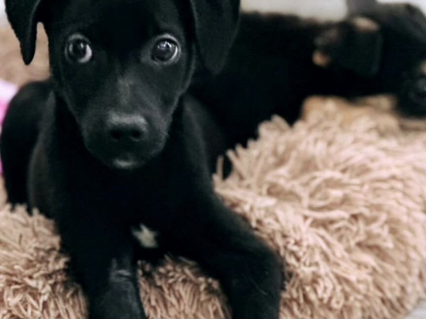 Щенок девочка в добрые руки бесплатно