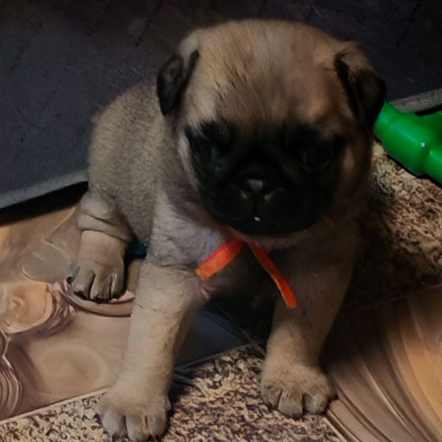 Мопс, щенок