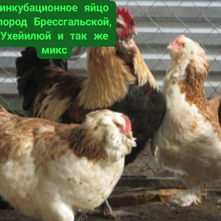 Фавероль инкубационное яйцо
