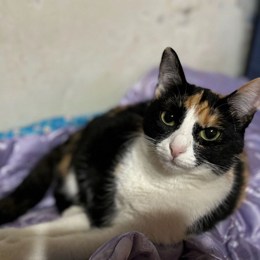 Кошечка - богатка в добрые руки