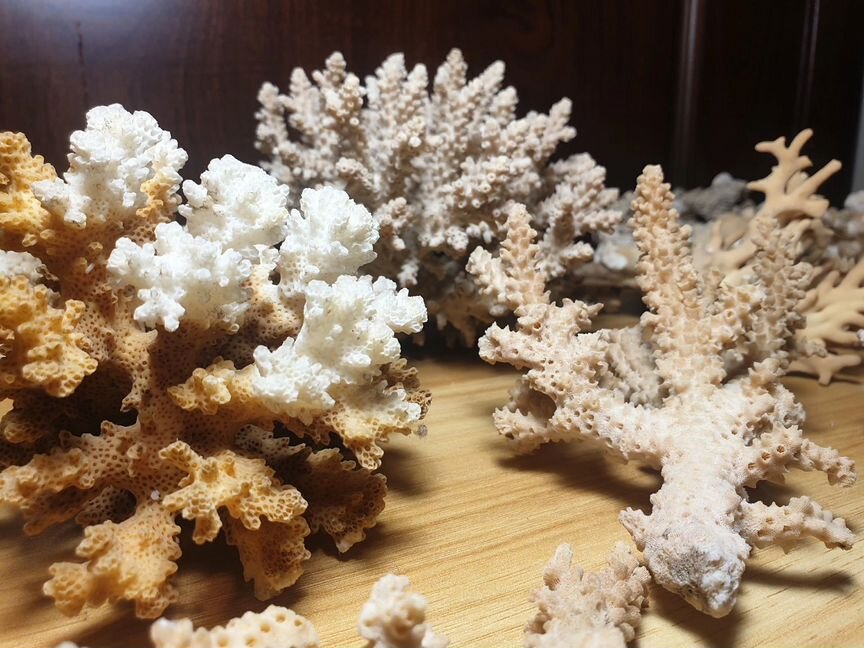 Кораллы для аквариума