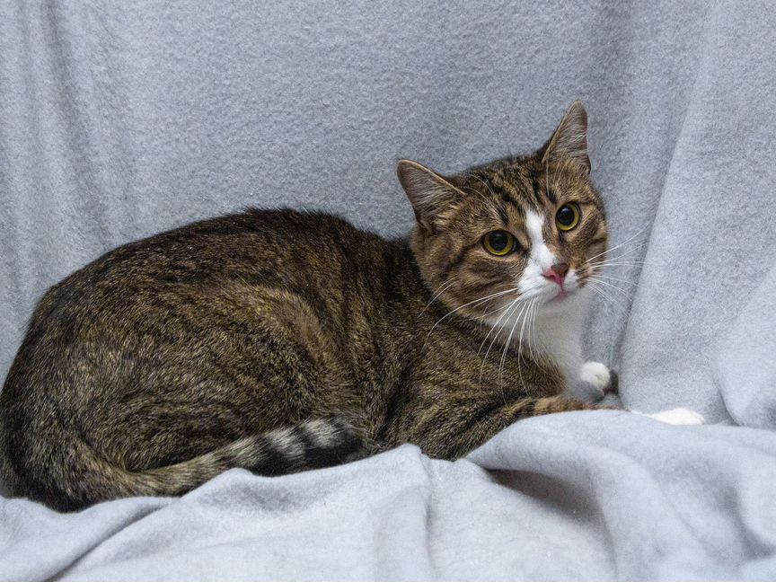 Котик Антоша домашний котик в дар