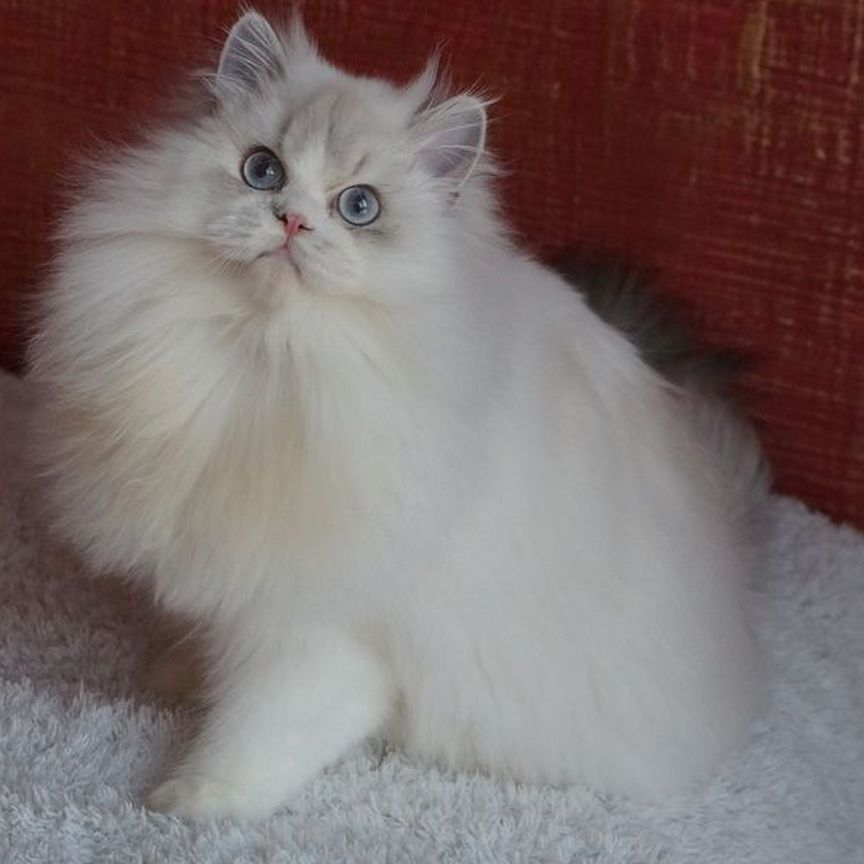 Кошечка хайленд страйт