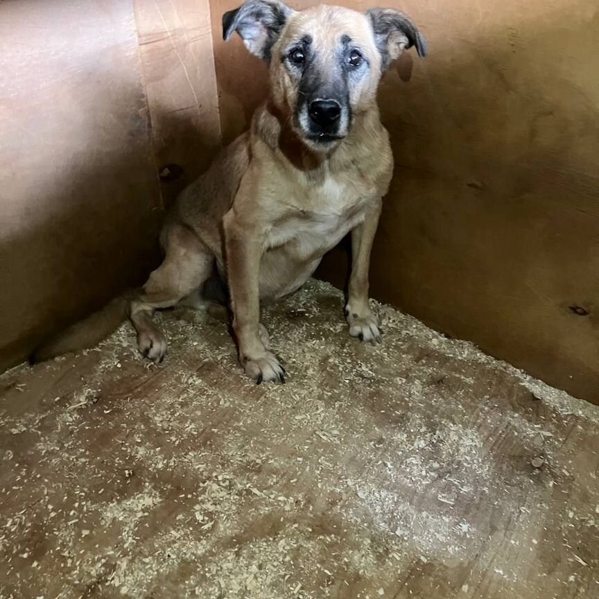 Собачке нужна помочь