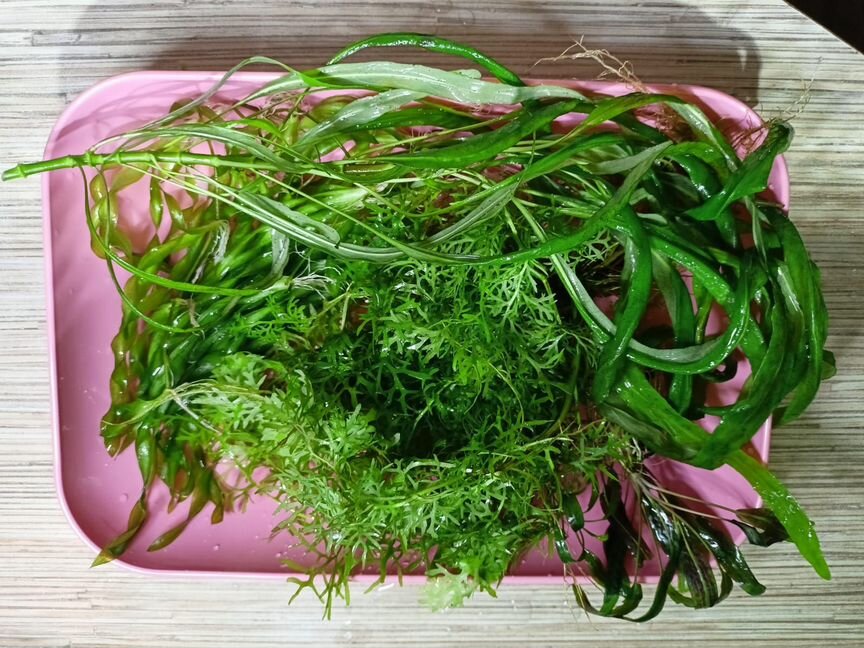 Прополка аквариума