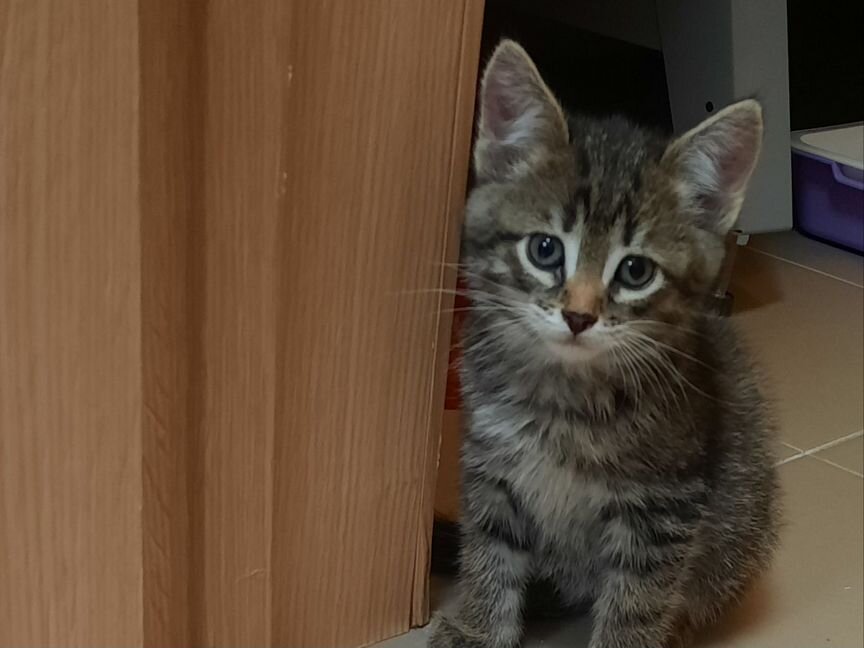 Кошки в добрые руки бесплатно