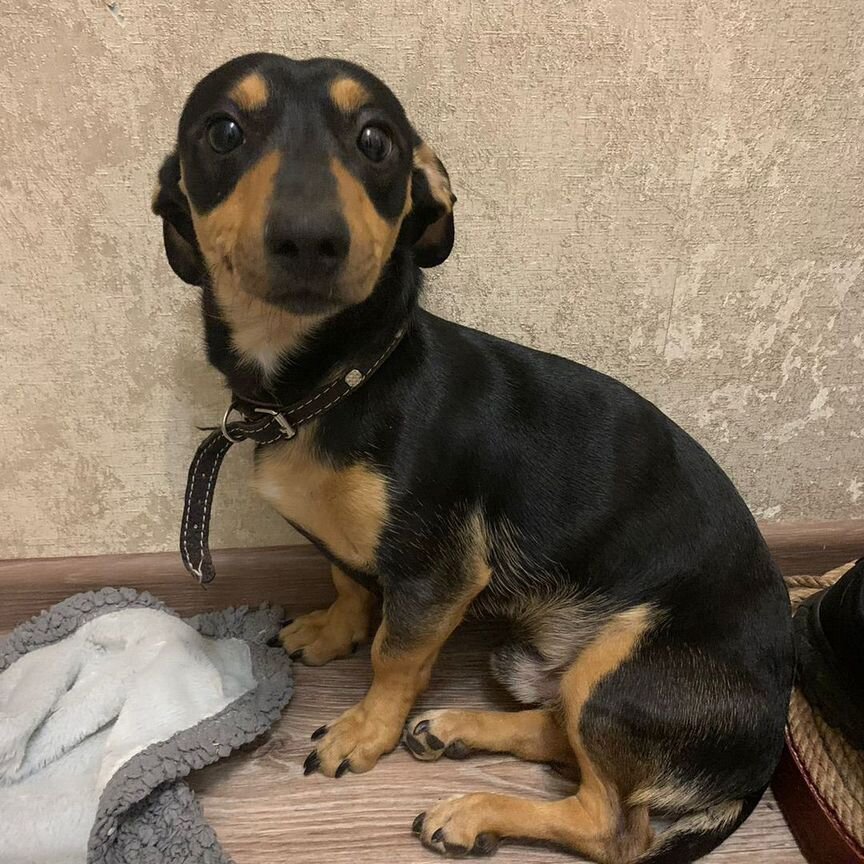 Такса тор терьер