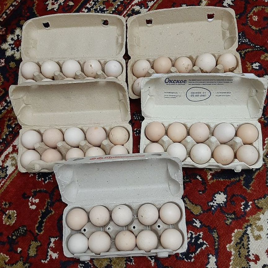 Яйца куриные инкубационные
