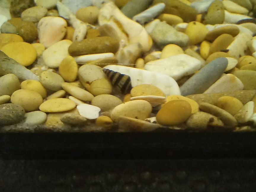 Хилены (хищные улитки)