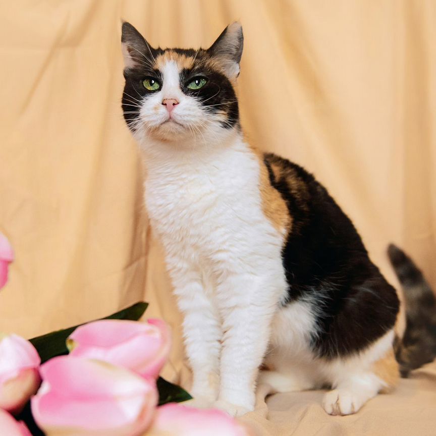 Взрослая кошка из приюта