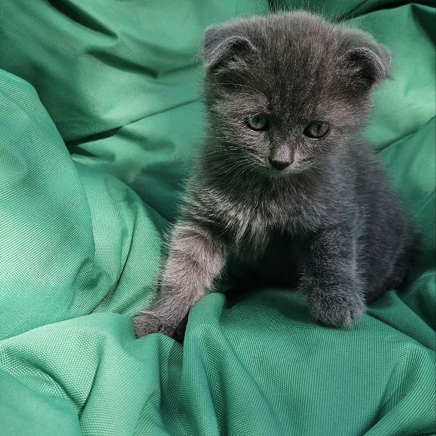 Шотландский вислоухий короткошёрстный котёнок