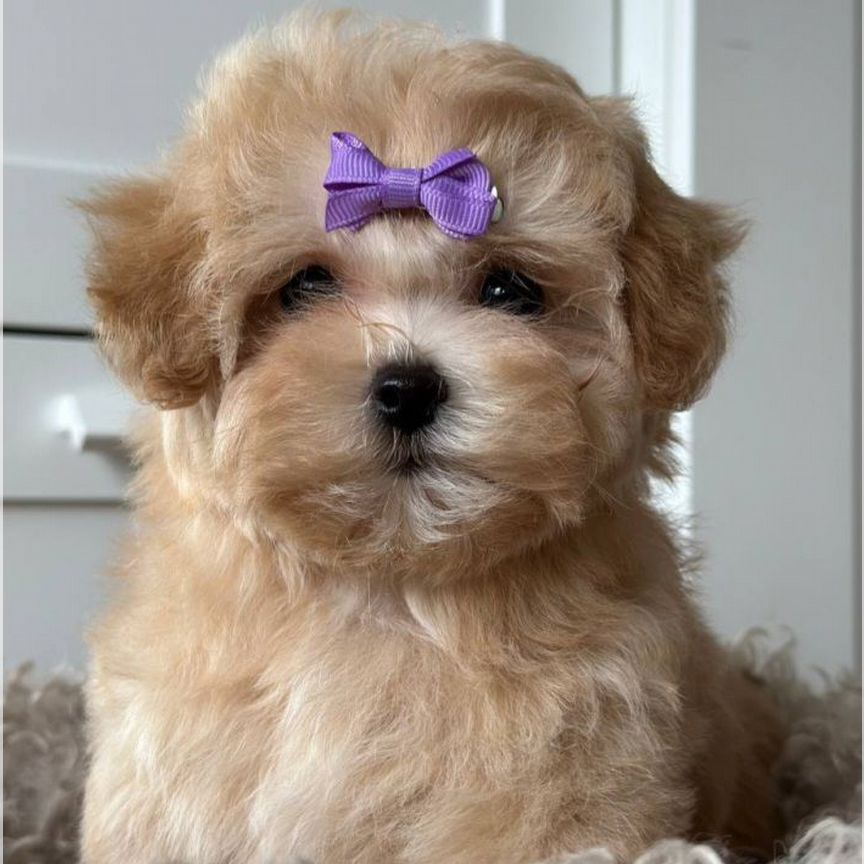 Мальтипу, щенок