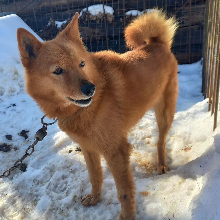 Карельская медвежья собака, взрослый