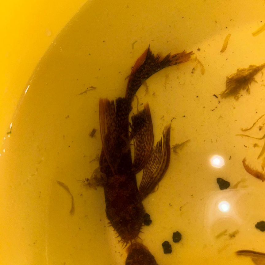 Вуалевые" Сомики