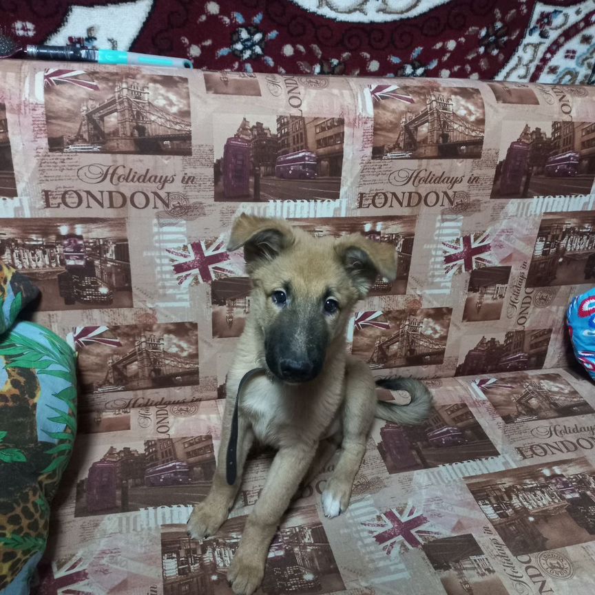 Щенок мальчик в добрые руки