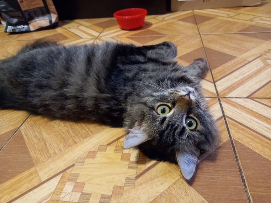 Кошка