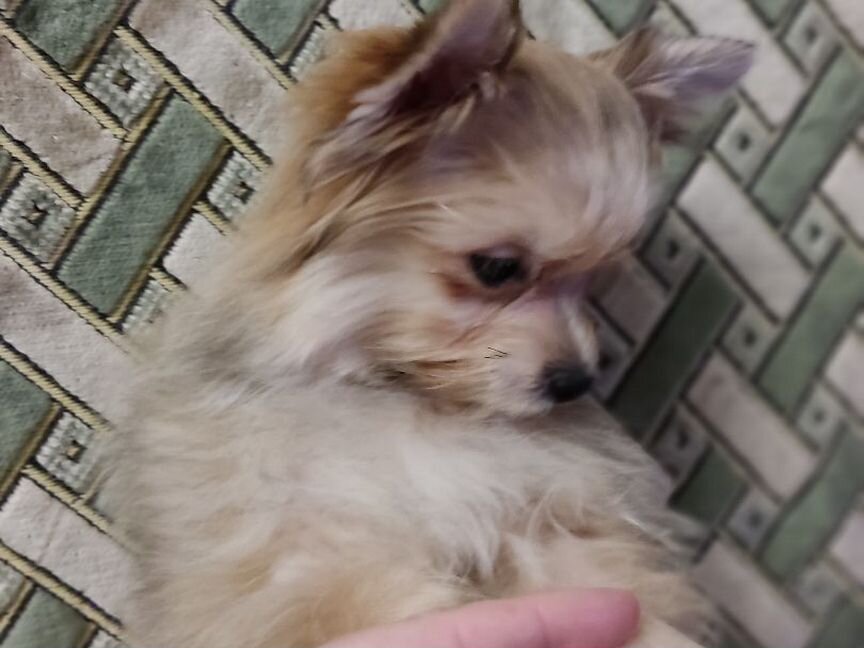 Девочка болонка метиска