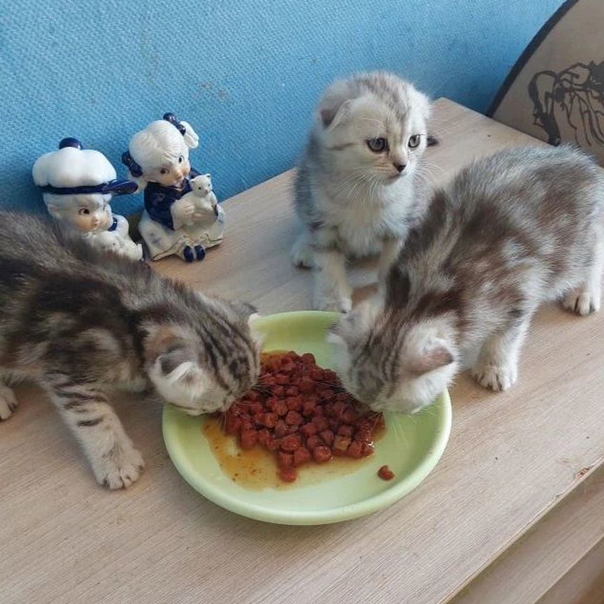 Шотландский вислоухий короткошёрстный котёнок