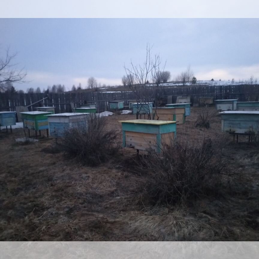 Продам пчелосемьи. От 7 тыс