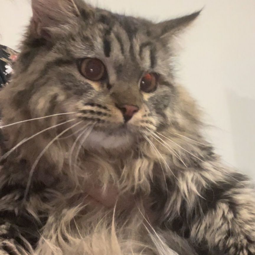 Сюзи красивая сибирячка