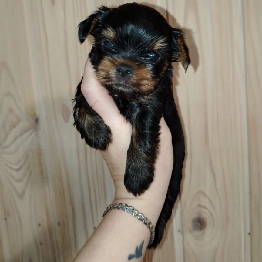 Щенок в добрые руки