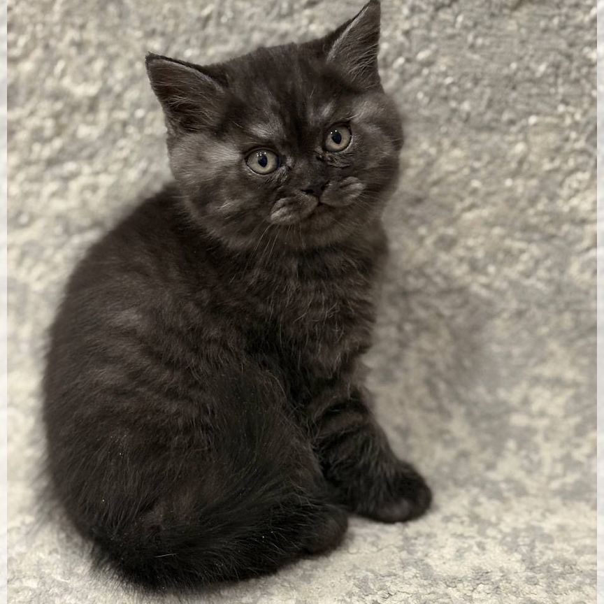 Шотландский вислоухий короткошёрстный котёнок
