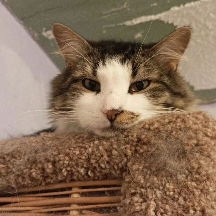 Кошки
