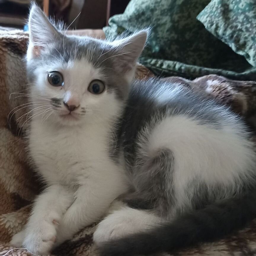 Котенок мальчик в добрые руки