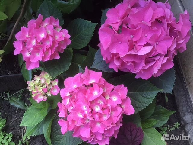 Гортензия крупнолистная купить в Белгороде | Товары для дома и дачи | Авито