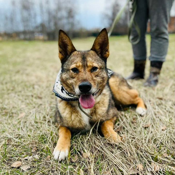 Стеша в добрые руки из приюта